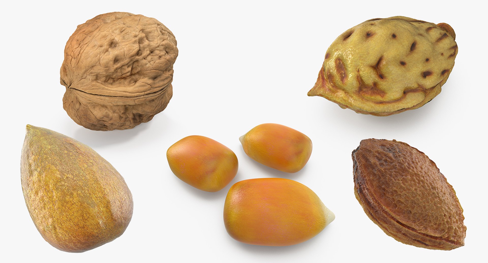 Fruit Seeds 3D Model - TurboSquid 1235533