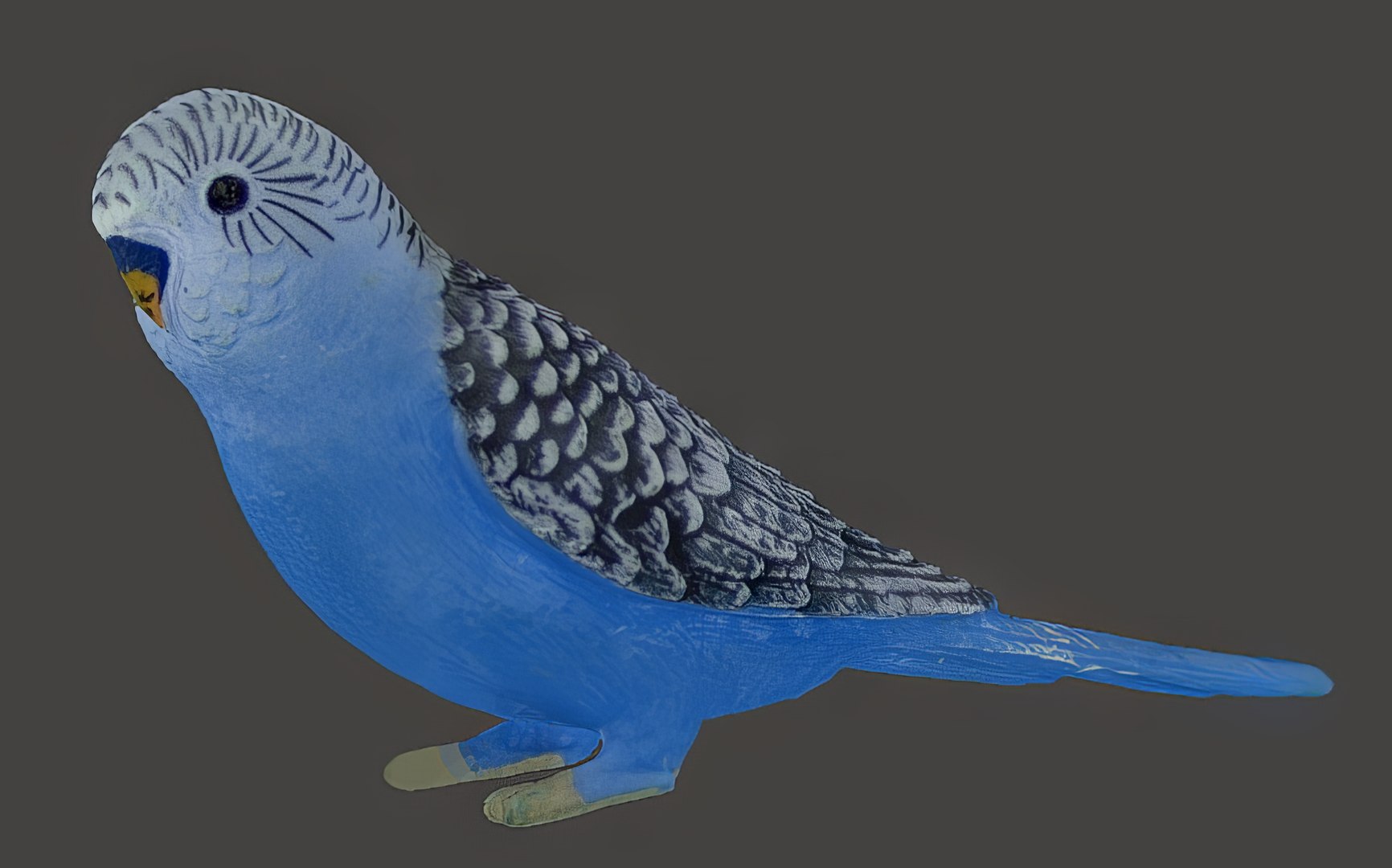 3D Parakeet Bird 3D Model - TurboSquid 2186006