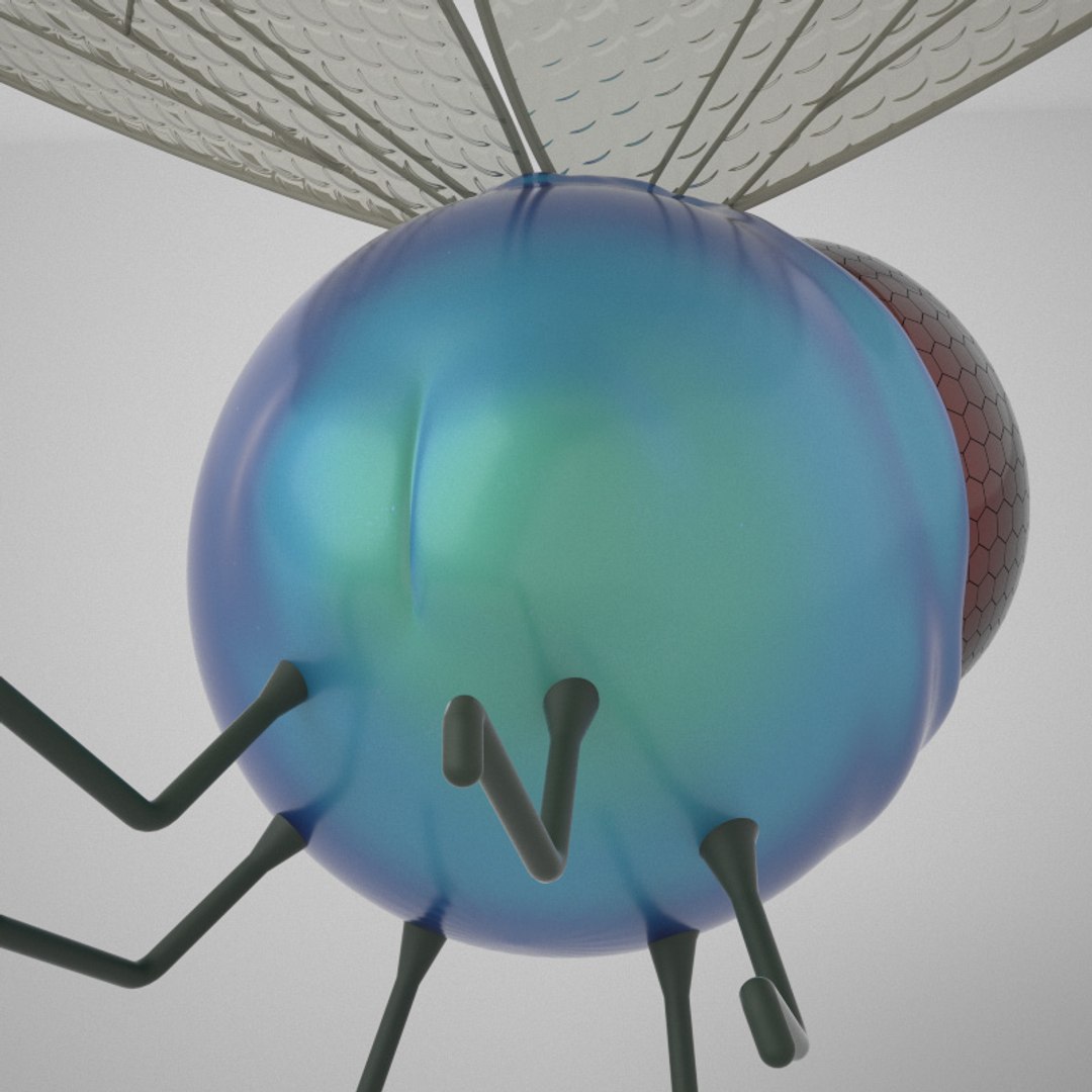 Cartoon fly 3D - TurboSquid 1367164
