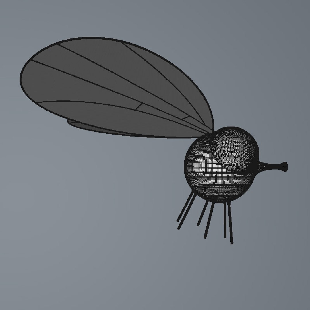 Cartoon fly 3D - TurboSquid 1367164