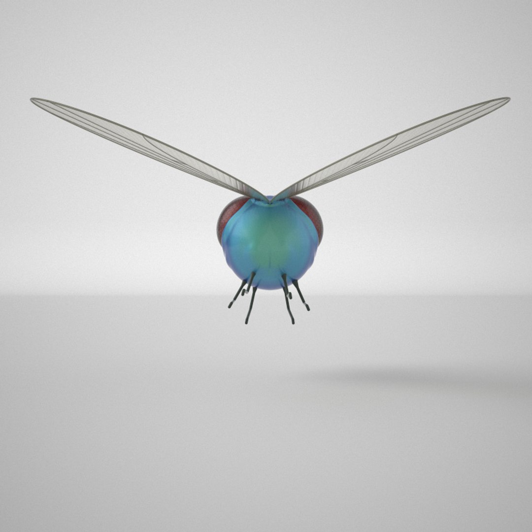 Cartoon fly 3D - TurboSquid 1367164