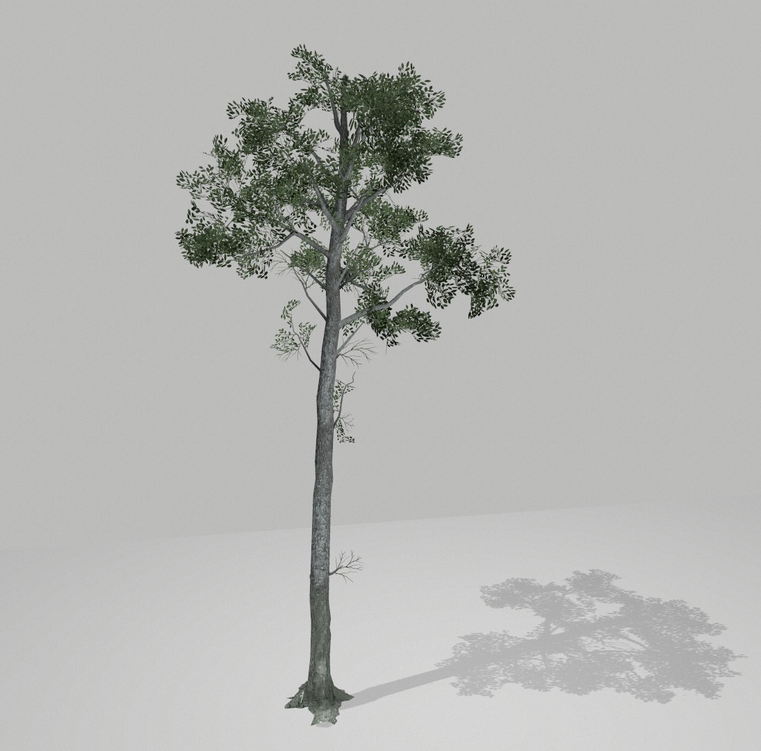 Tall Tree Bark 3D Model - TurboSquid 1509613