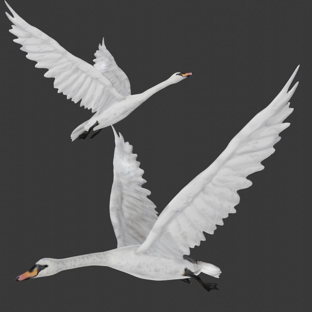 Fully Rigged Two Different Versions Of Swan 3D Model - TurboSquid 1746513