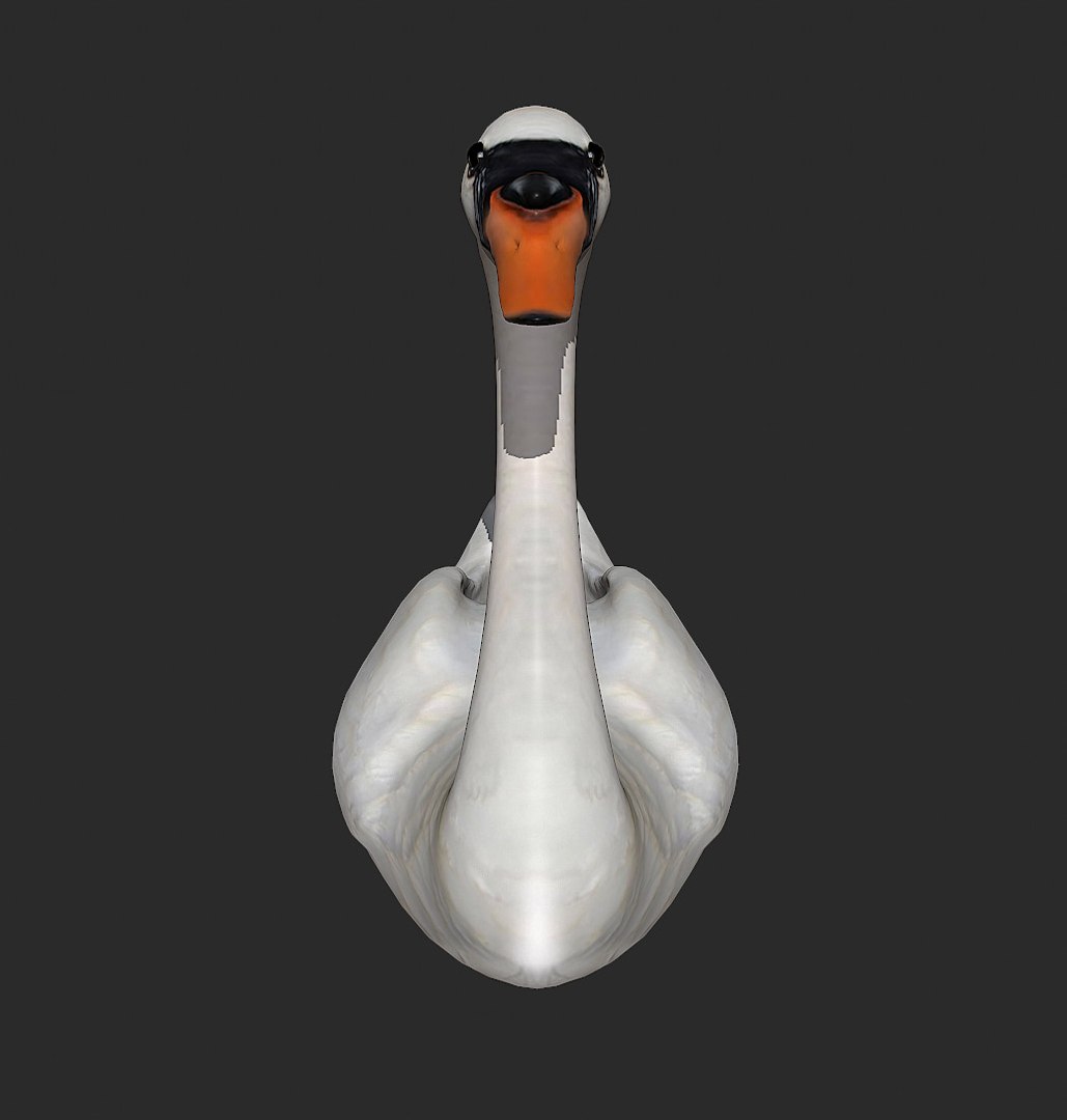 Fully Rigged Two Different Versions Of Swan 3D Model - TurboSquid 1746513