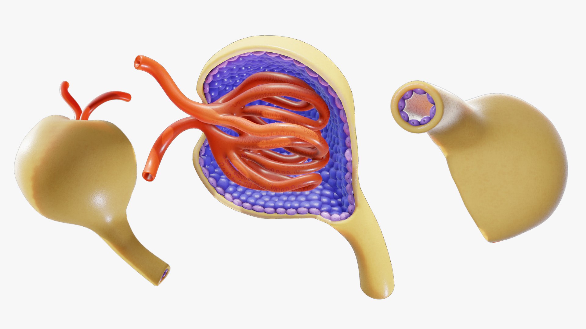 3D Glomerulus Anatomy - TurboSquid 2132728