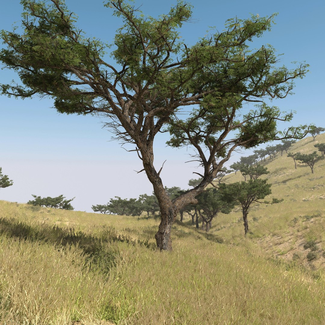 Acacia Trees Max