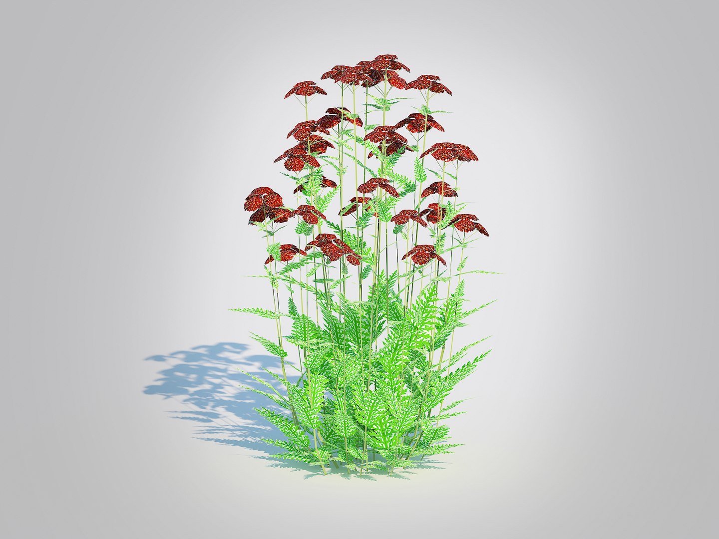 3D Achillea - Yarrow Dark Red - TurboSquid 2274395
