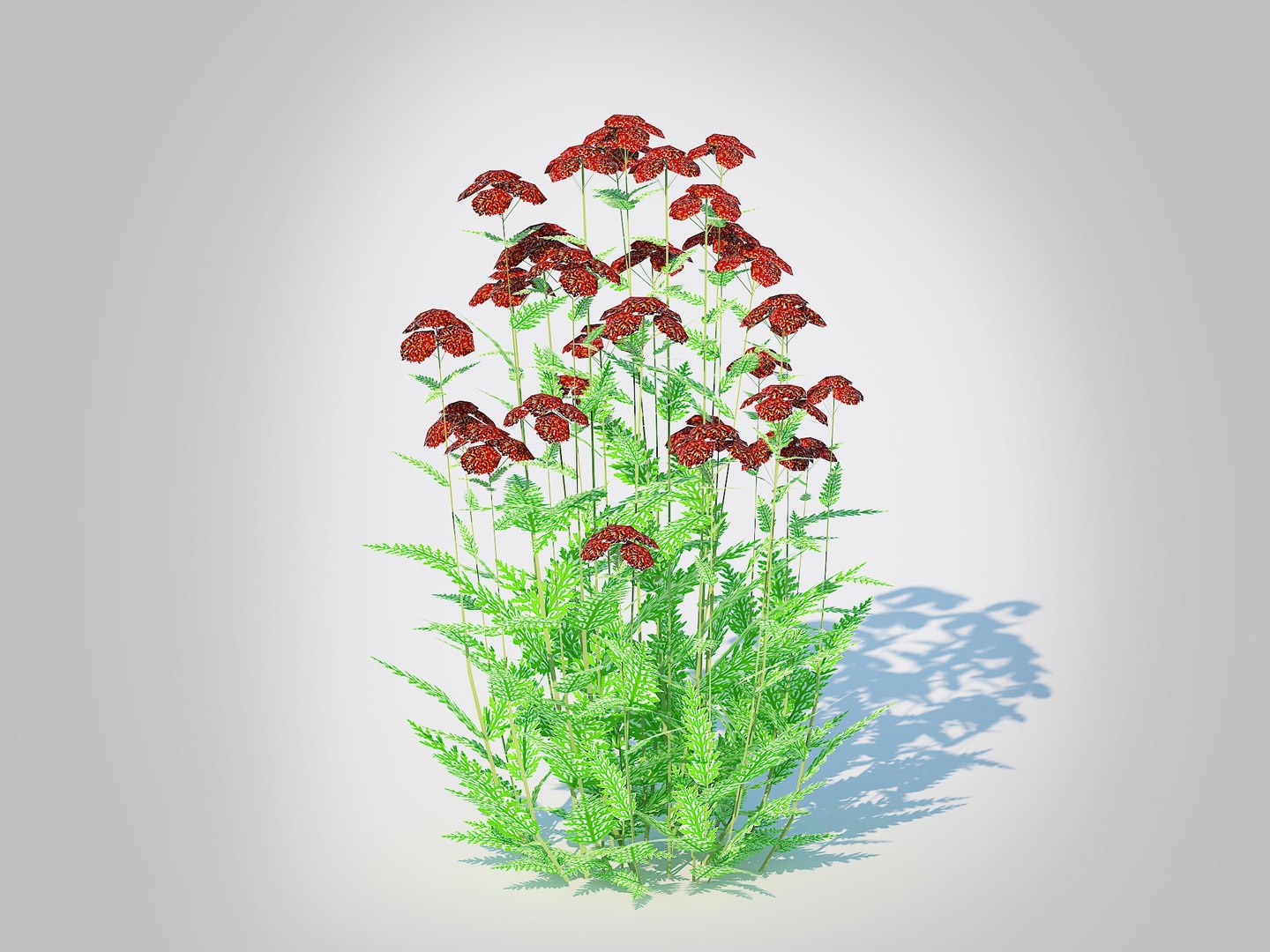 3D Achillea - Yarrow Dark Red - TurboSquid 2274395