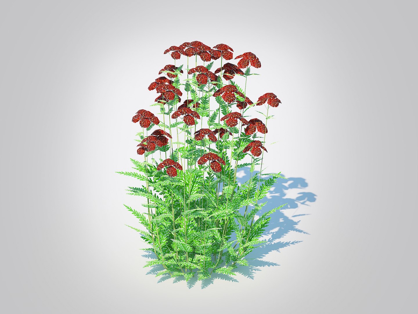3D Achillea - Yarrow Dark Red - TurboSquid 2274395