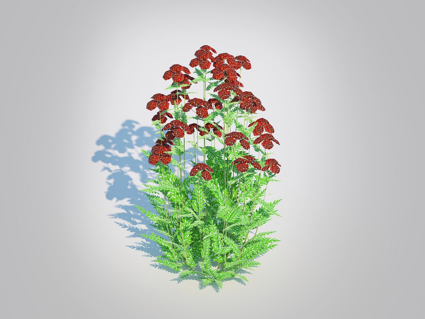 3D Achillea - Yarrow Dark Red - TurboSquid 2274395