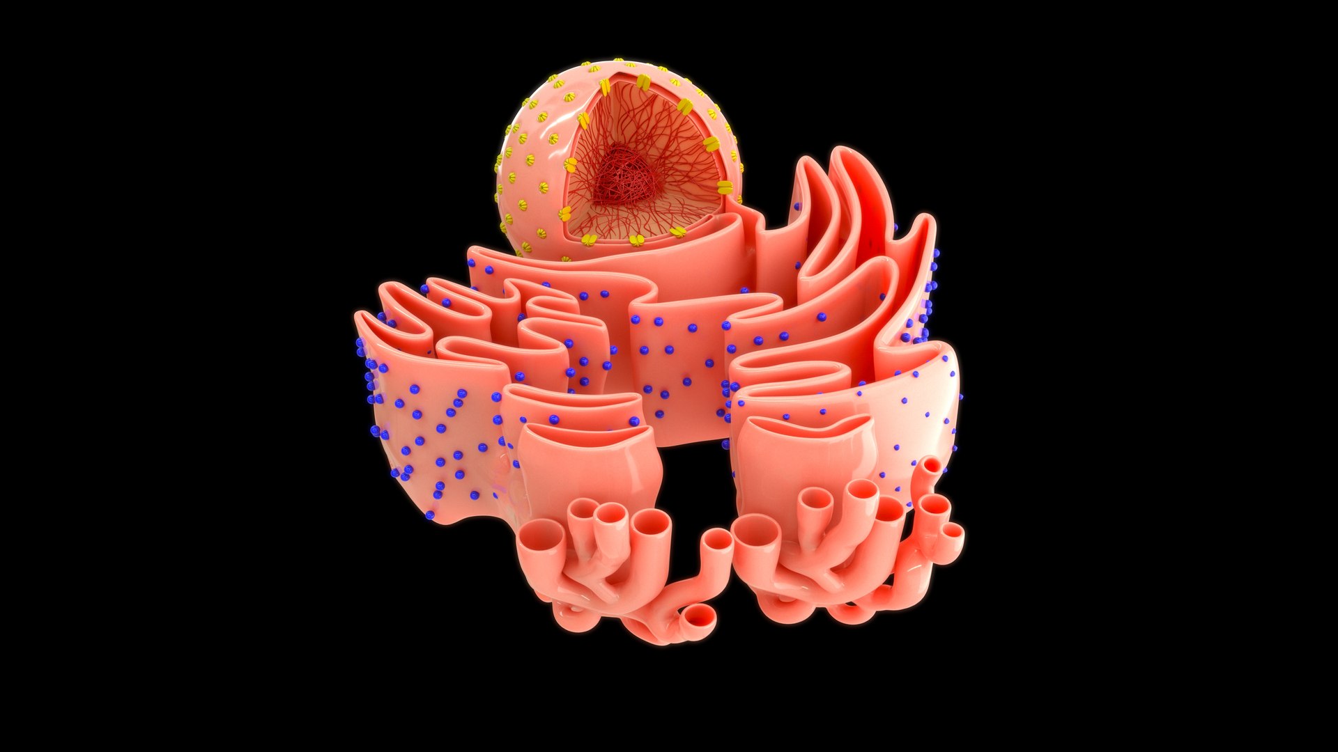 Nucleus With Endoplasmic Reticulum 3D Model - TurboSquid 2210577