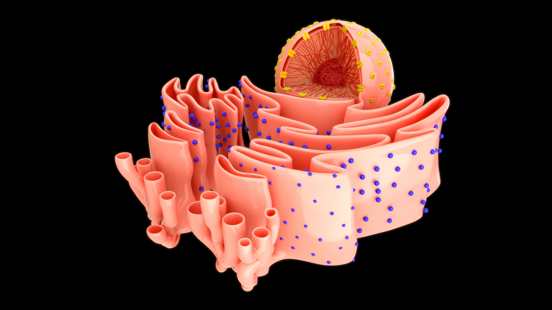 modelo 3d Núcleo con retículo endoplasmático - TurboSquid 2210577