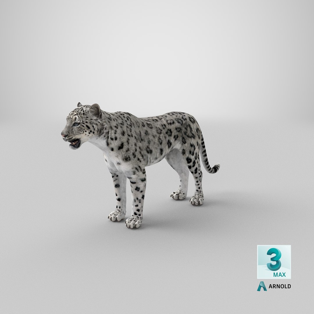 Snow Leopard Model - TurboSquid 1297442