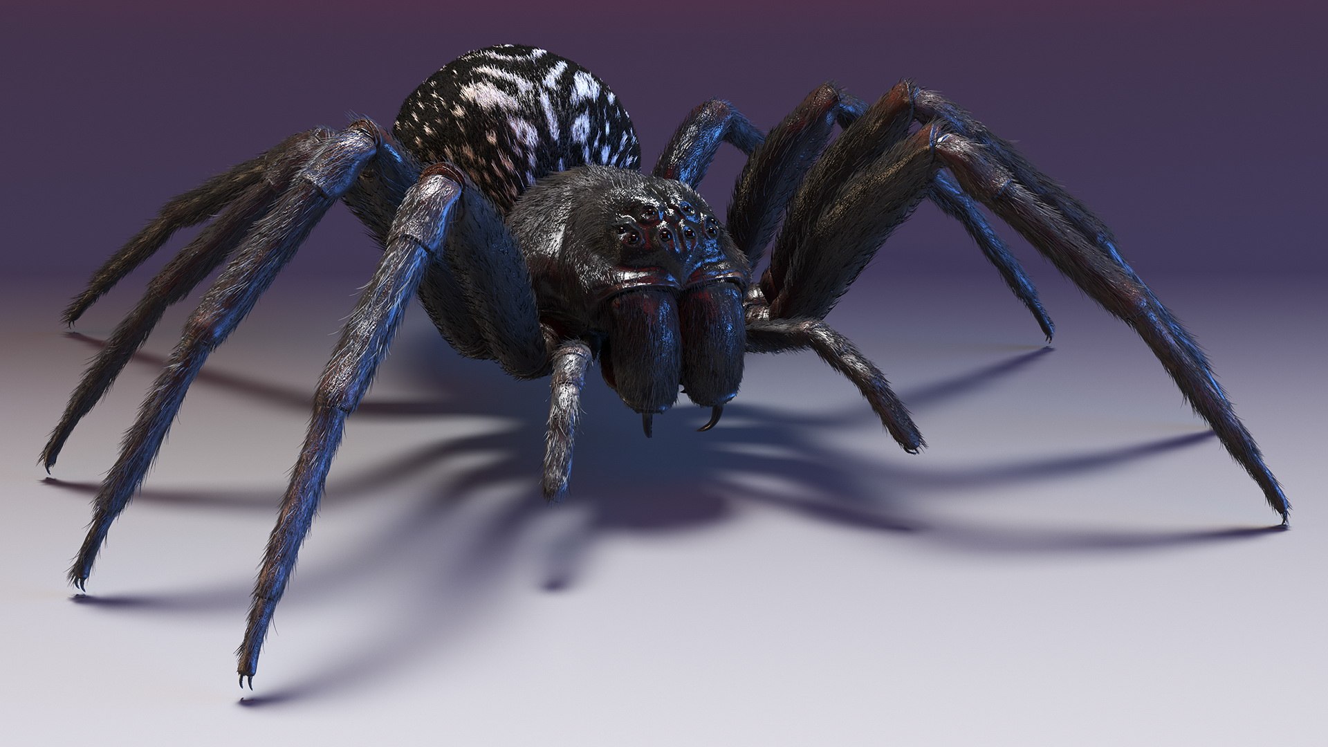 3D Model Black House Spider Fur Base Pose - TurboSquid 2156930