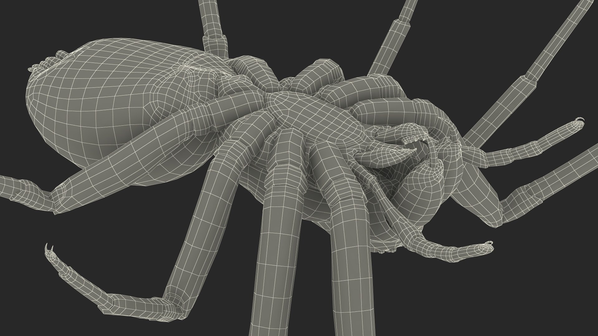 3D model Black House Spider Fur Base Pose - TurboSquid 2156930