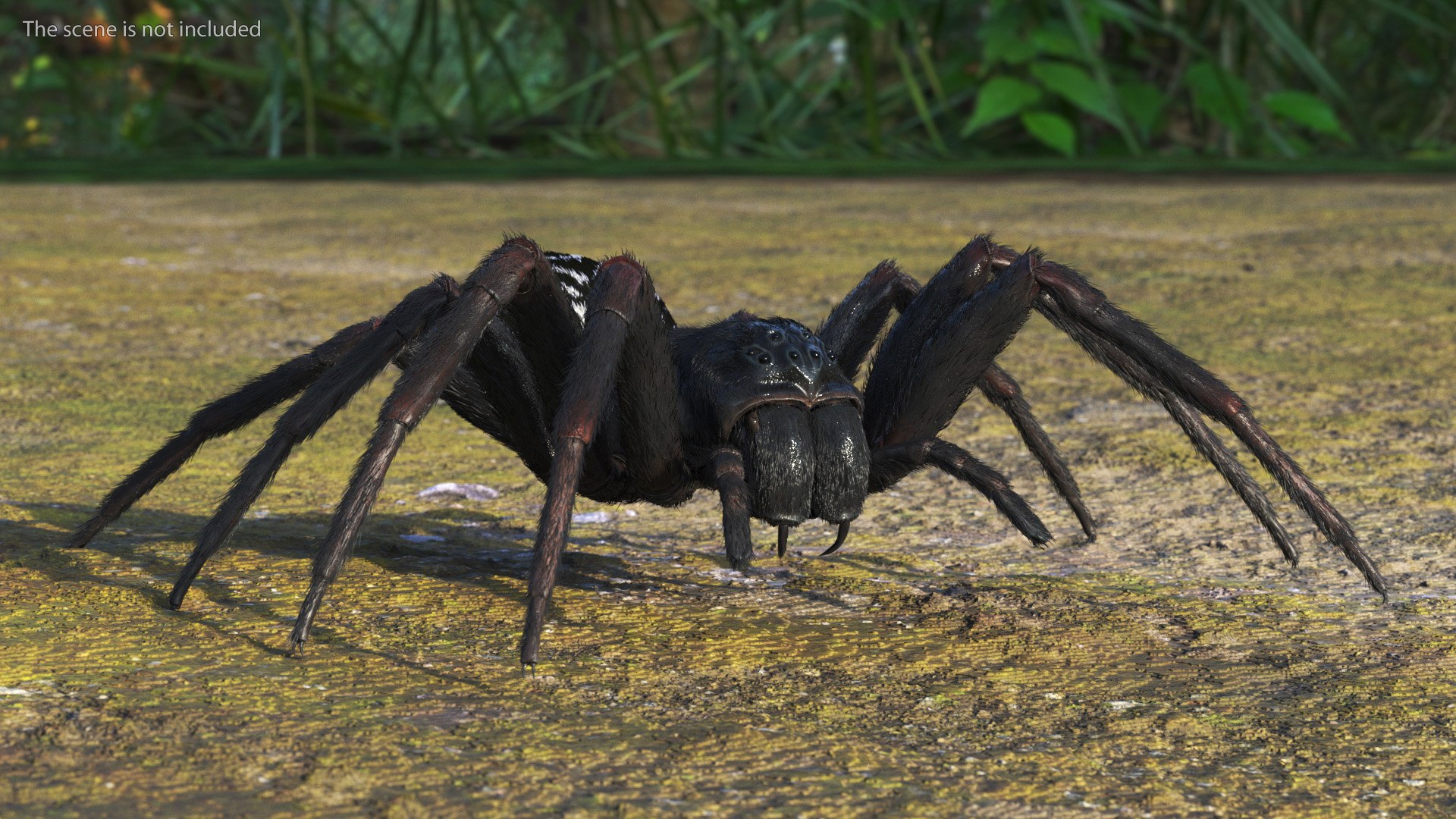 3D Model Black House Spider Fur Base Pose - TurboSquid 2156930
