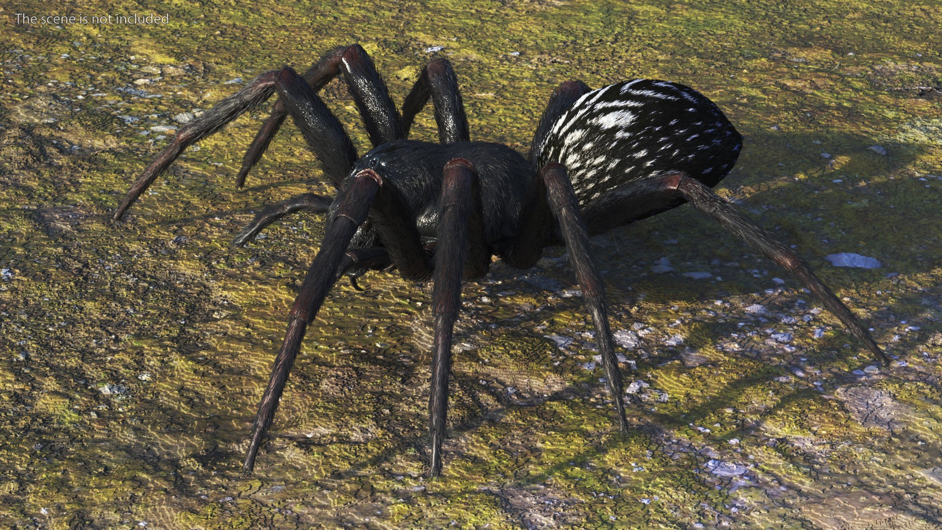 3D Model Black House Spider Fur Base Pose - TurboSquid 2156930