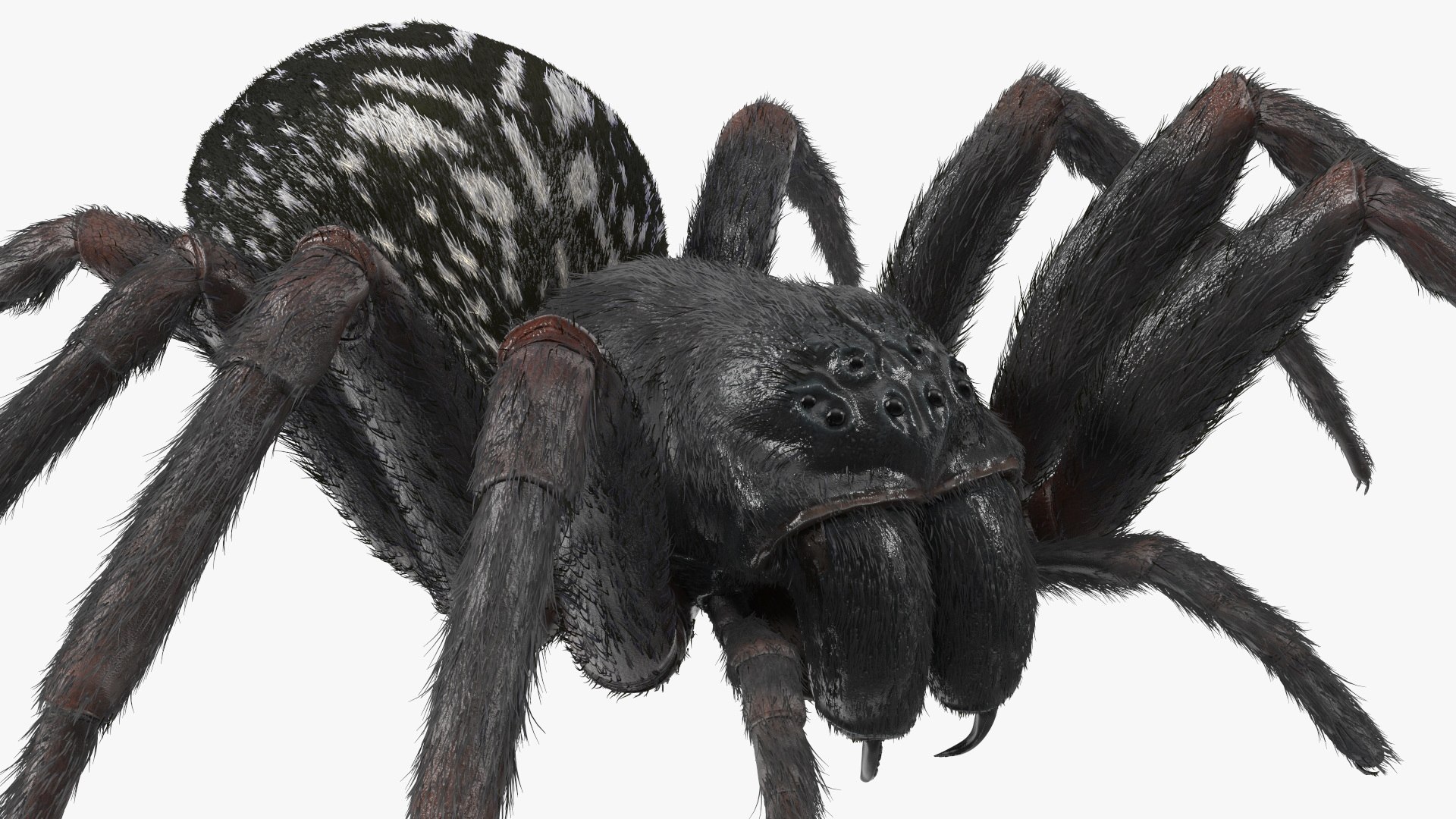 3D Model Black House Spider Fur Base Pose - TurboSquid 2156930
