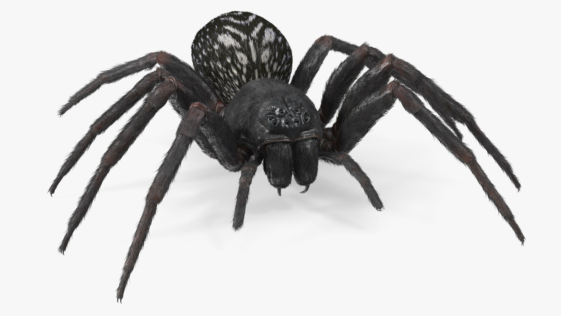 3D Model Black House Spider Fur Base Pose - TurboSquid 2156930