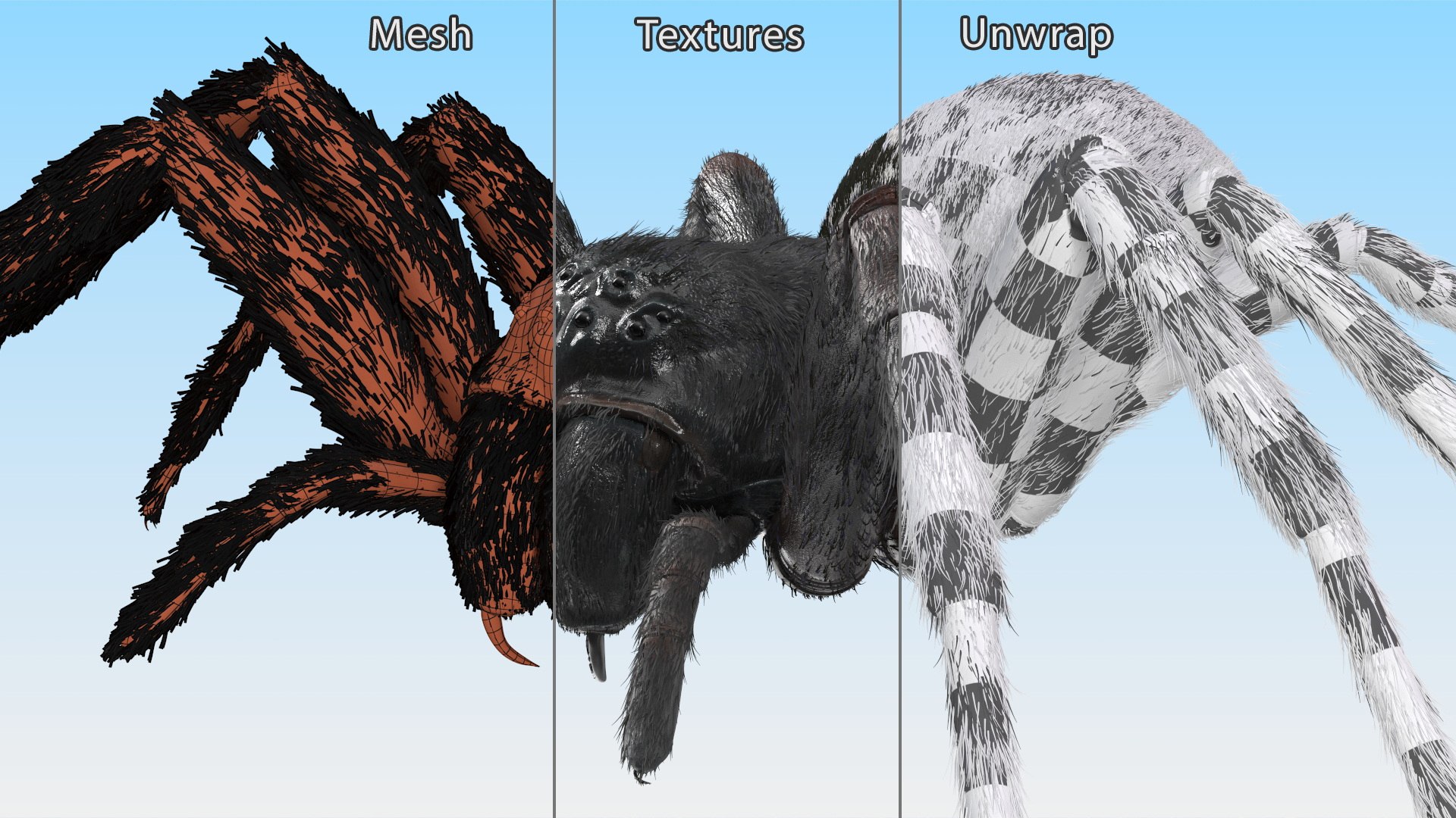 3D Model Black House Spider Fur Base Pose - TurboSquid 2156930