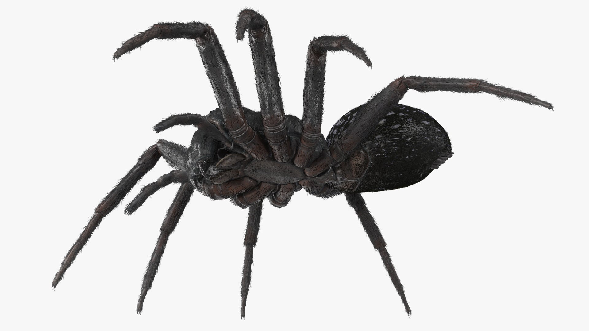 3D Model Black House Spider Fur Base Pose - TurboSquid 2156930