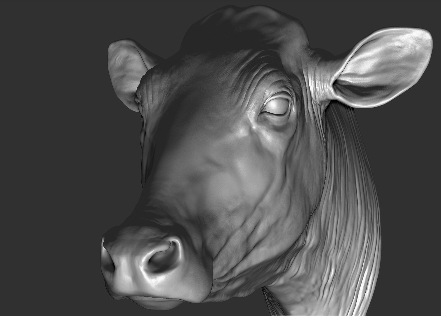 Cow head 3D - TurboSquid 1396830
