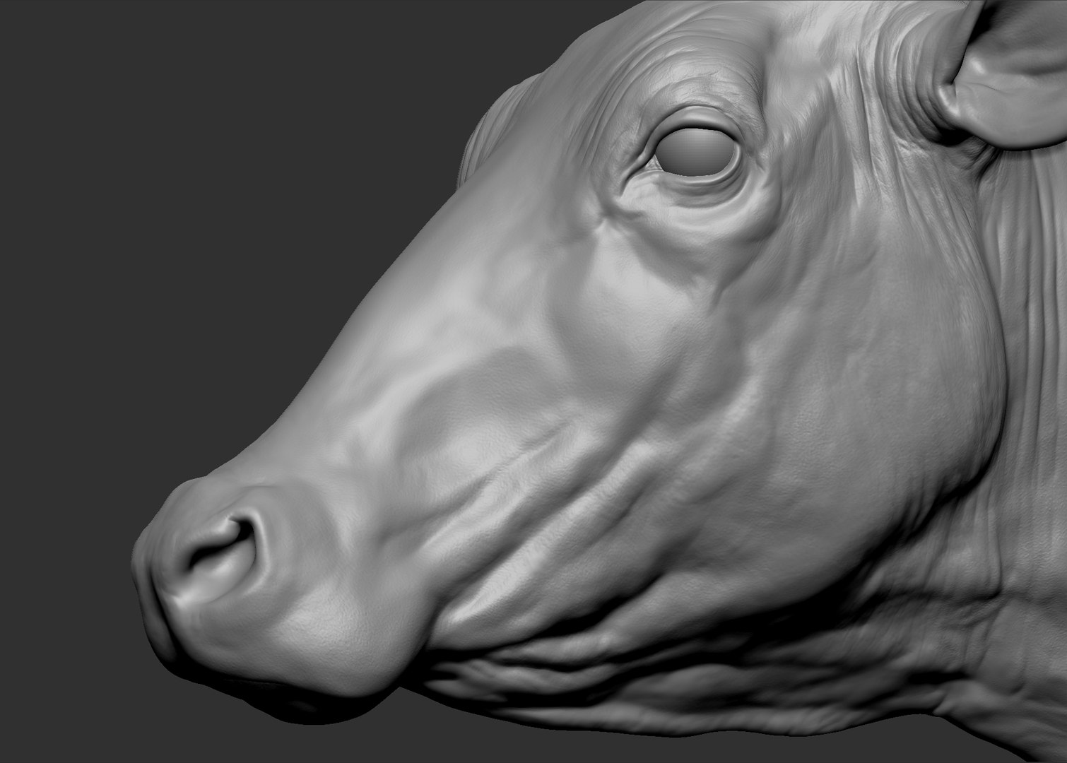 Cow head 3D - TurboSquid 1396830