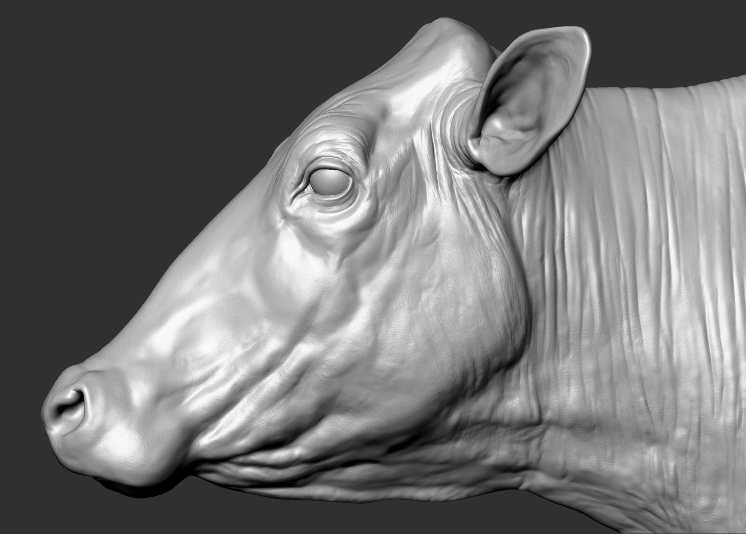 Cow head 3D - TurboSquid 1396830