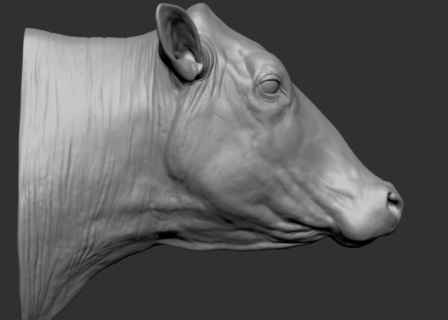 Cow head 3D - TurboSquid 1396830