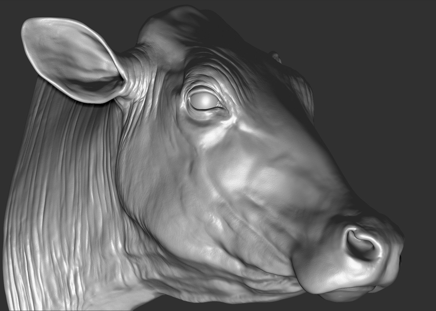 Cow head 3D - TurboSquid 1396830