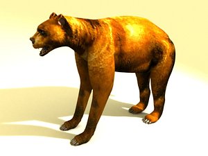 3D Bear Face Models - Browse & Download Formats - TurboSquid