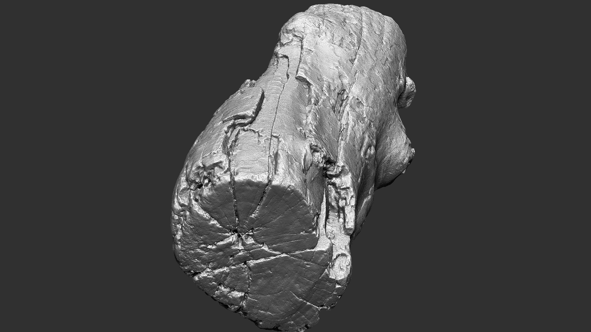 3d scan of tree trunk in highpoly 3D - TurboSquid 2149368