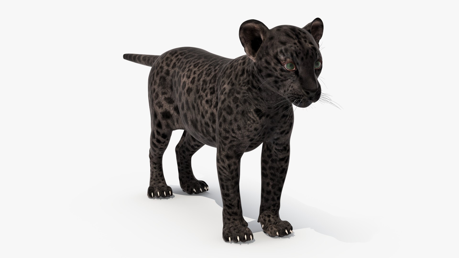 3D Black Leopard Cub Rigged For Maya - TurboSquid 2381623