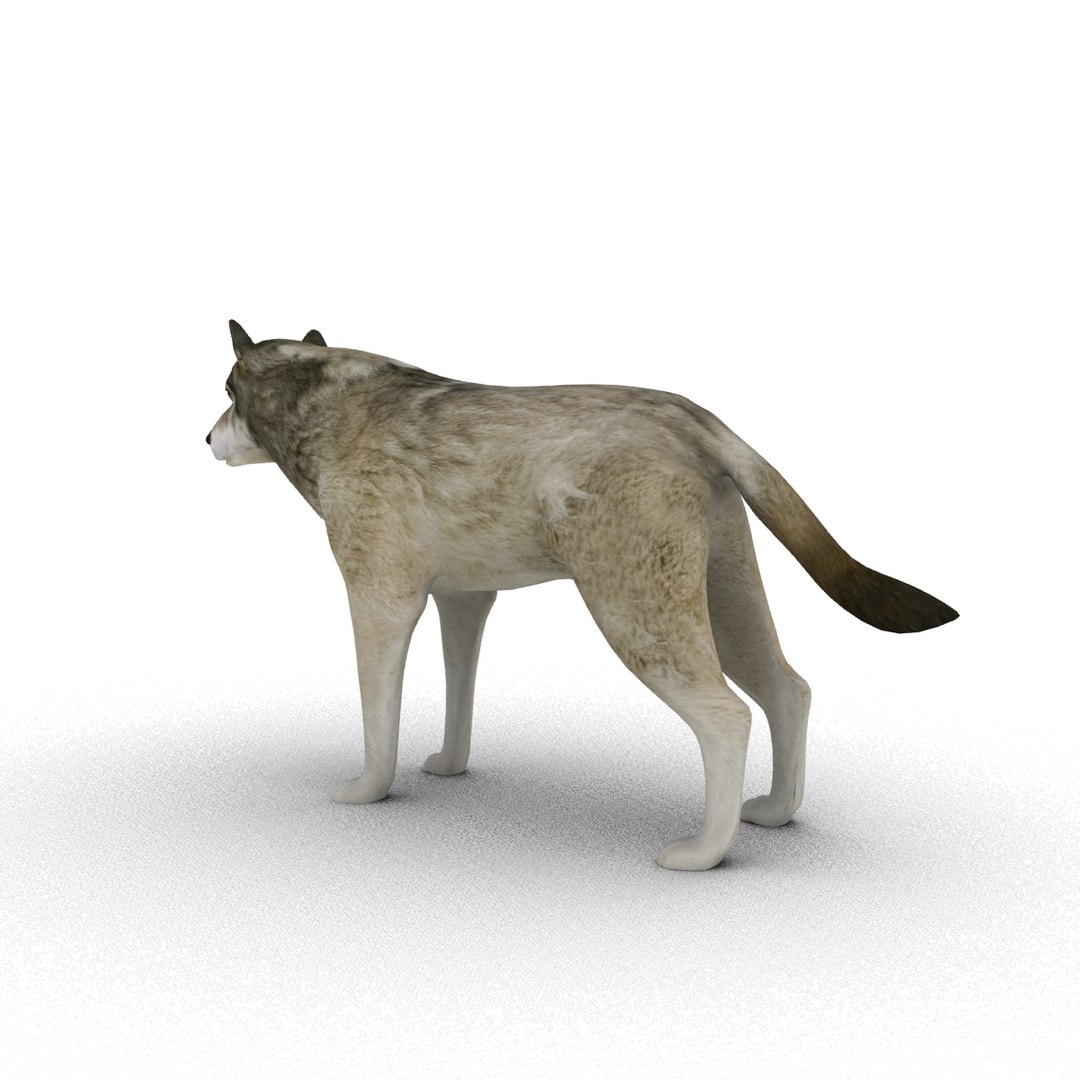 3ds wolf rigged animation
