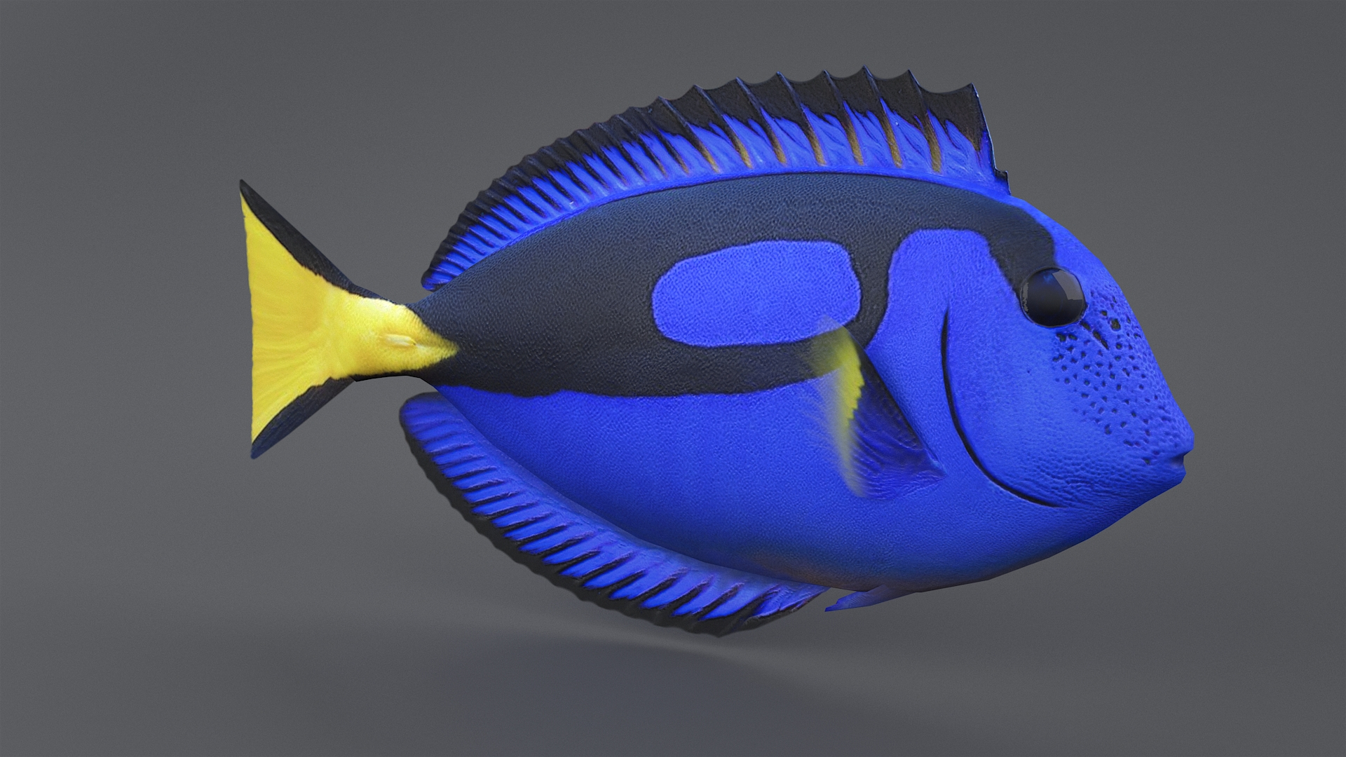 Paracanthurus Hepatus