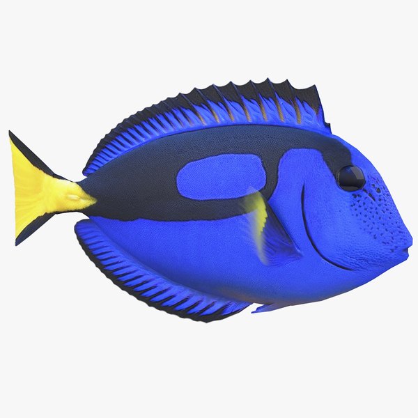 3D модель Paracanthurus Hepatus Рыба кораллового рифа - TurboSquid 1492936