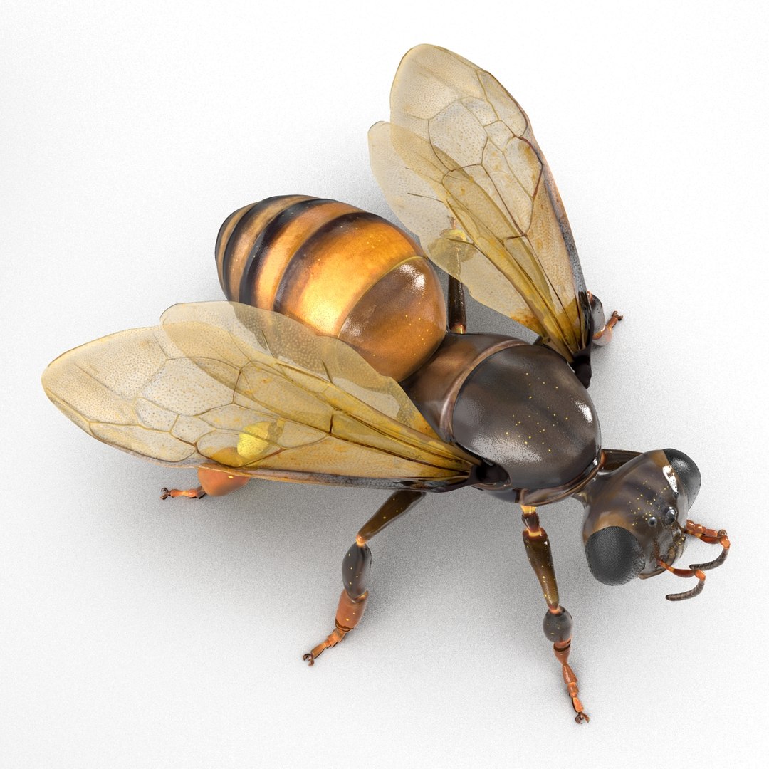 honey bee rigged 3d model