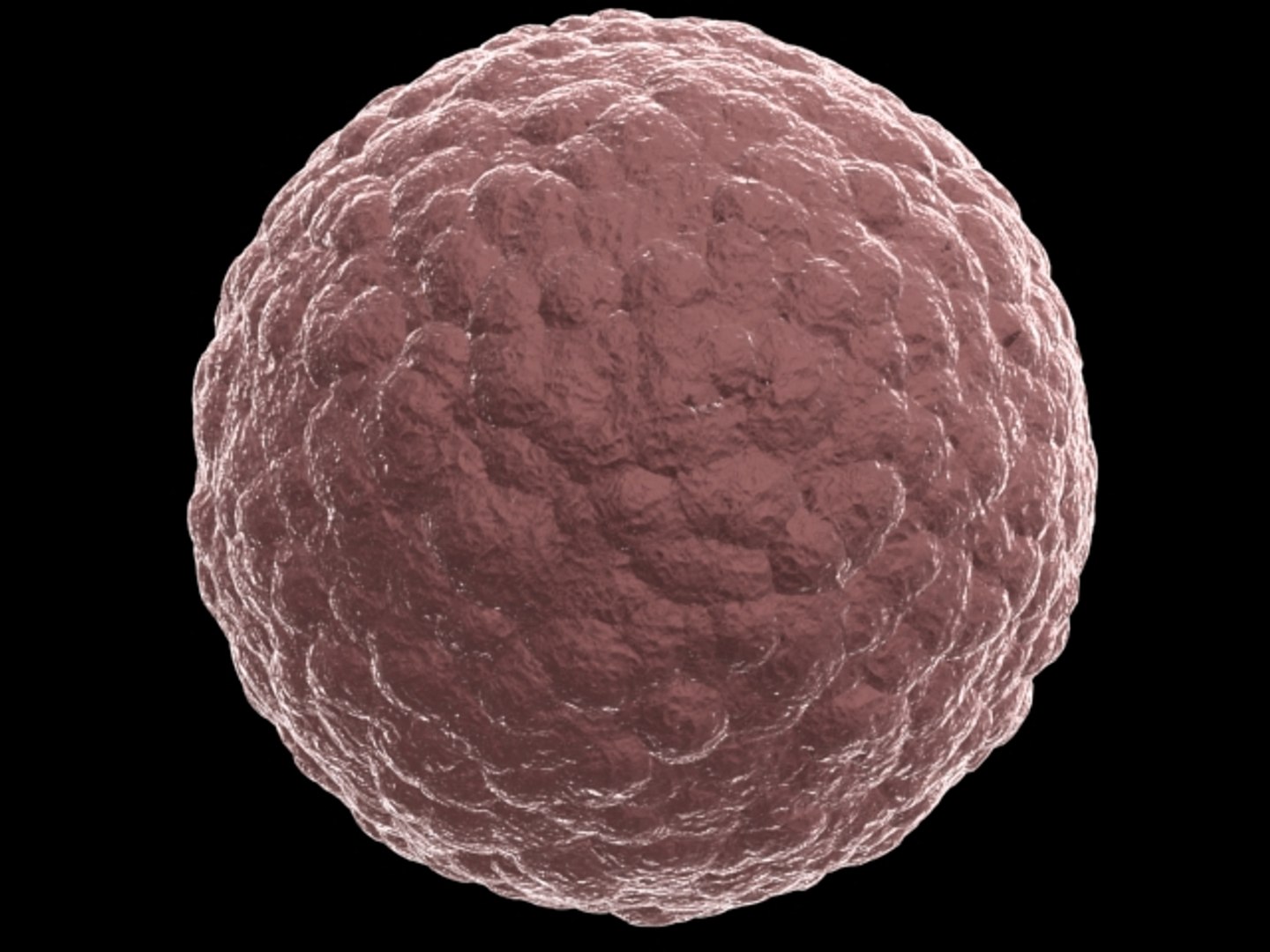 Platlet Cell 2 3d Model