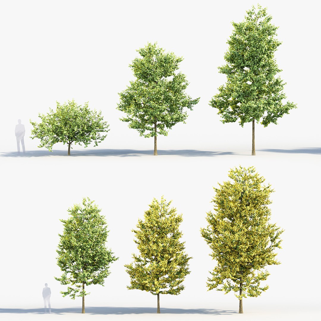 3D Corylus Colurna Turkish Hazel 01 - TurboSquid 2081143