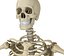 3d Human Skeleton Body Rigged Model