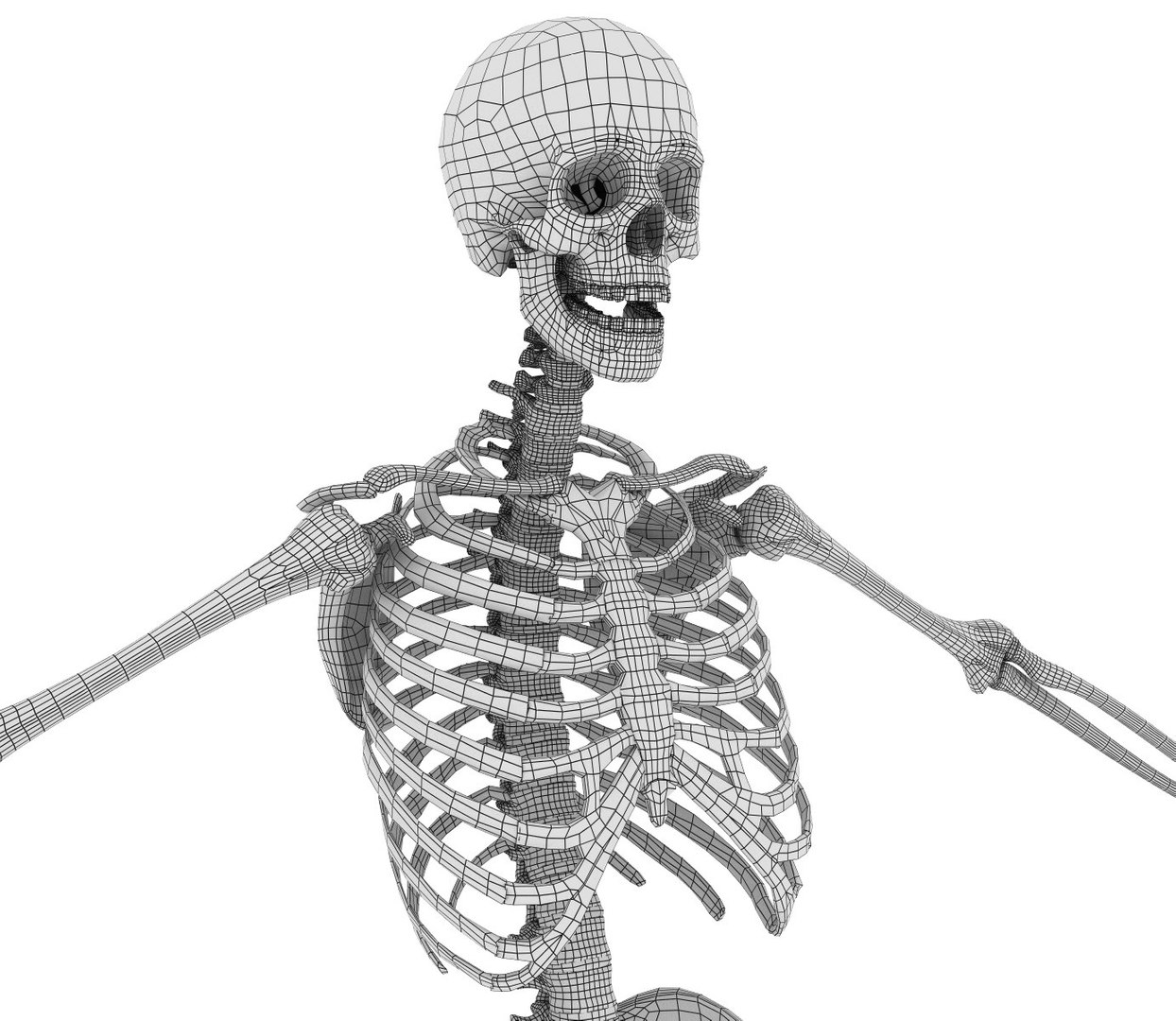 3d human skeleton body rigged model