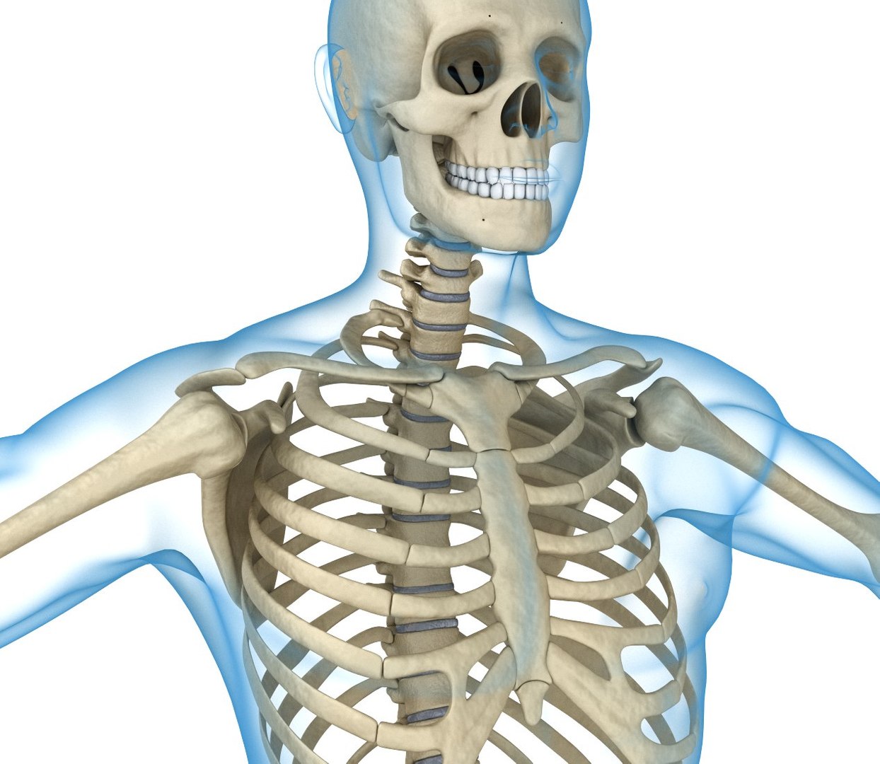 3d Human Skeleton Body Rigged Model