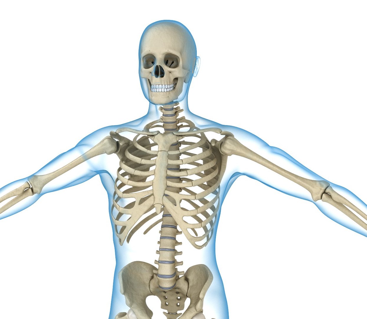 3d Human Skeleton Body Rigged Model
