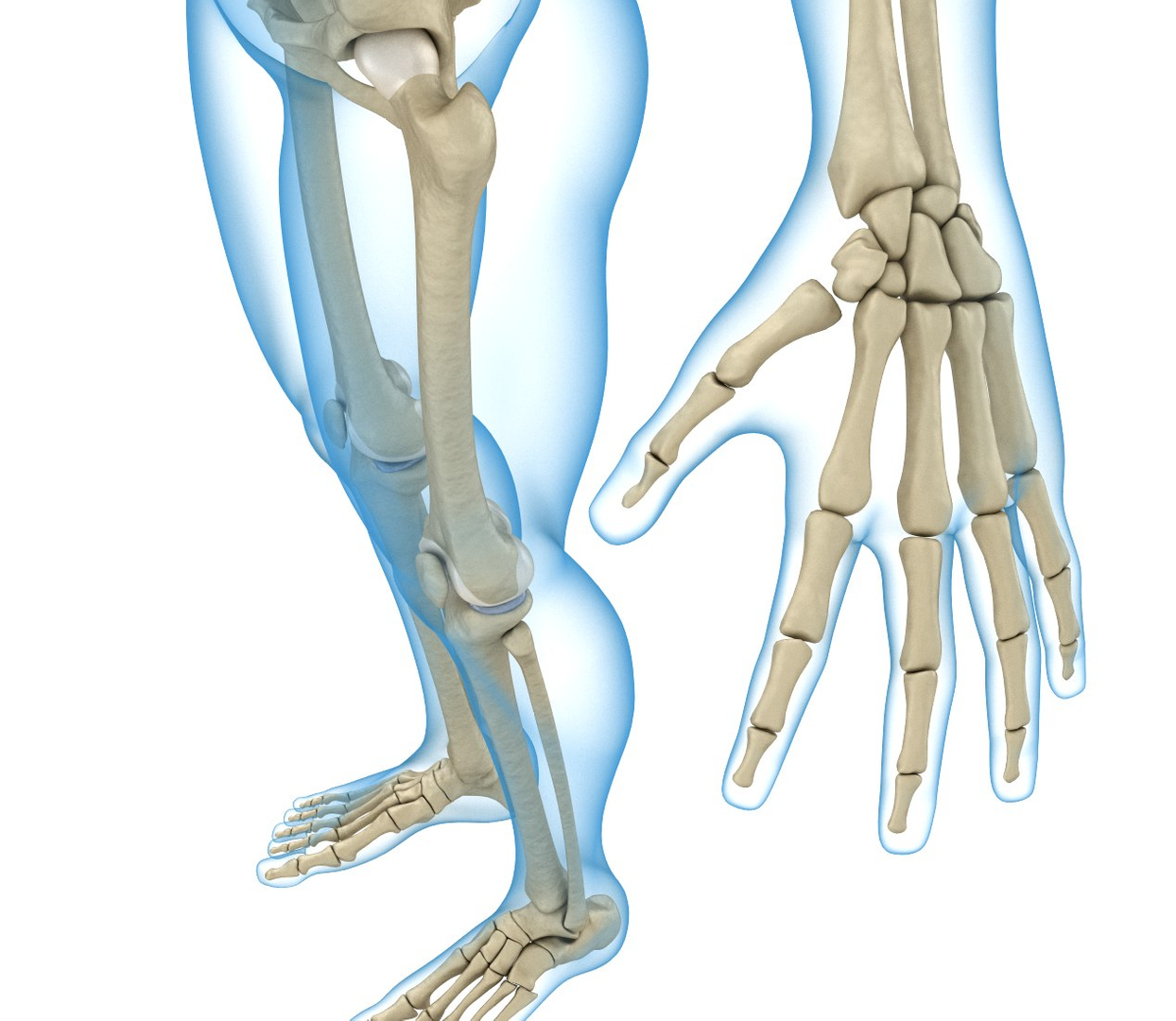 3d human skeleton body rigged model