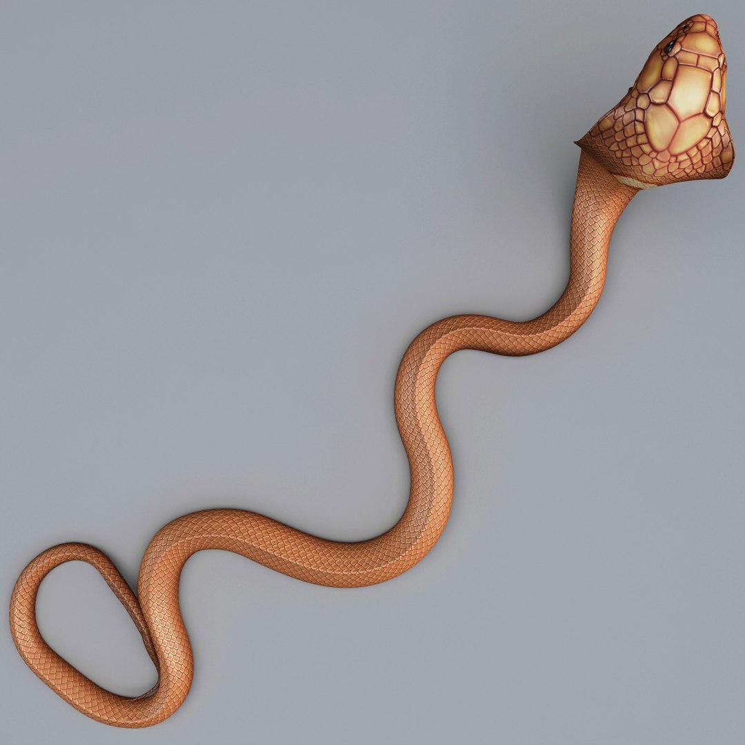 Snake Cobra Pose 3 3d Max