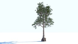 Big Tree 3D Model - TurboSquid 1602709