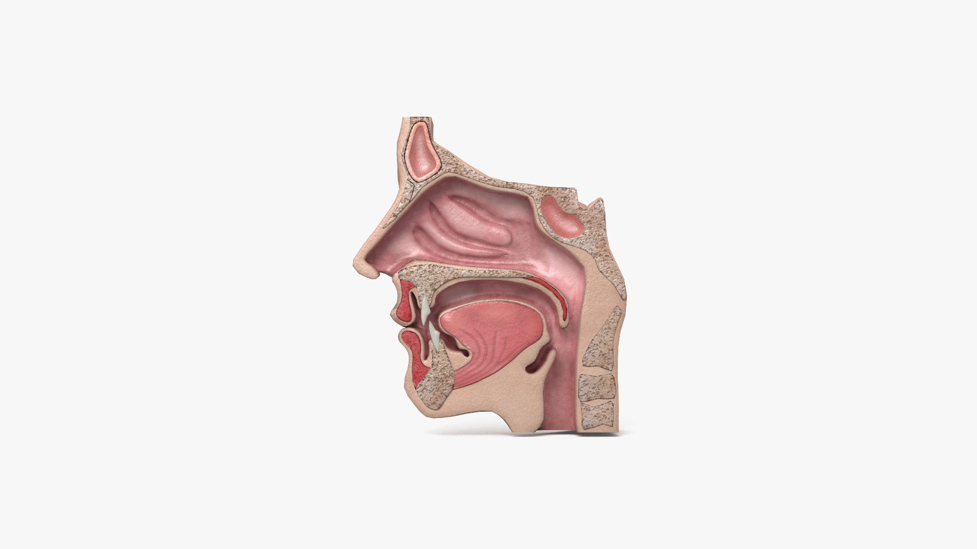 3D Human Nose - TurboSquid 2098425