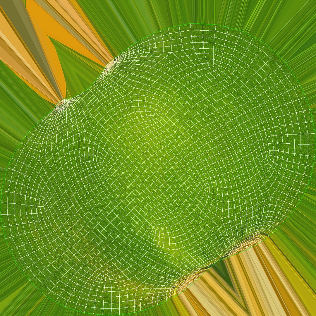 3D Model Prop 26 Lime Whole - TurboSquid 2146917