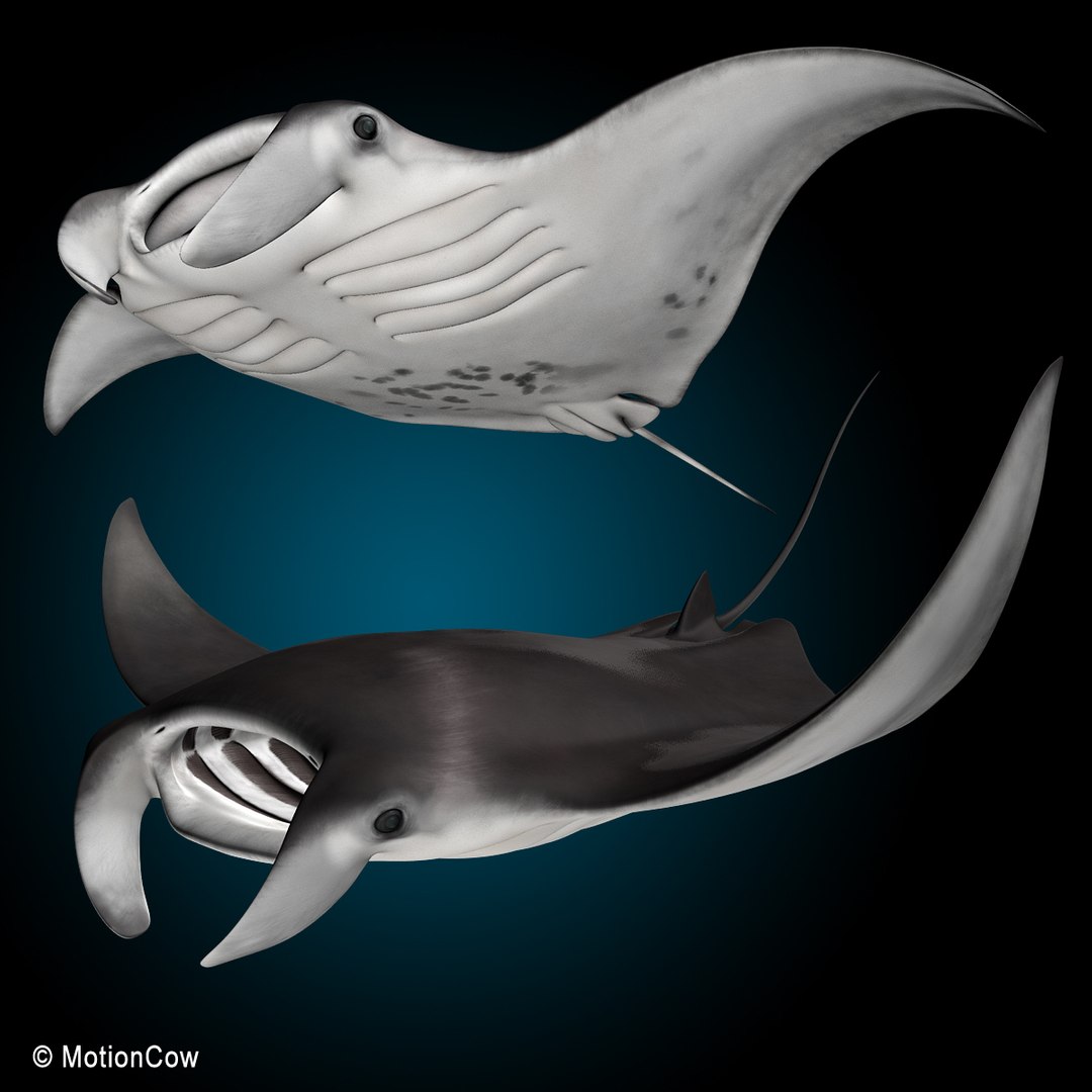 Lightwave Manta Clean