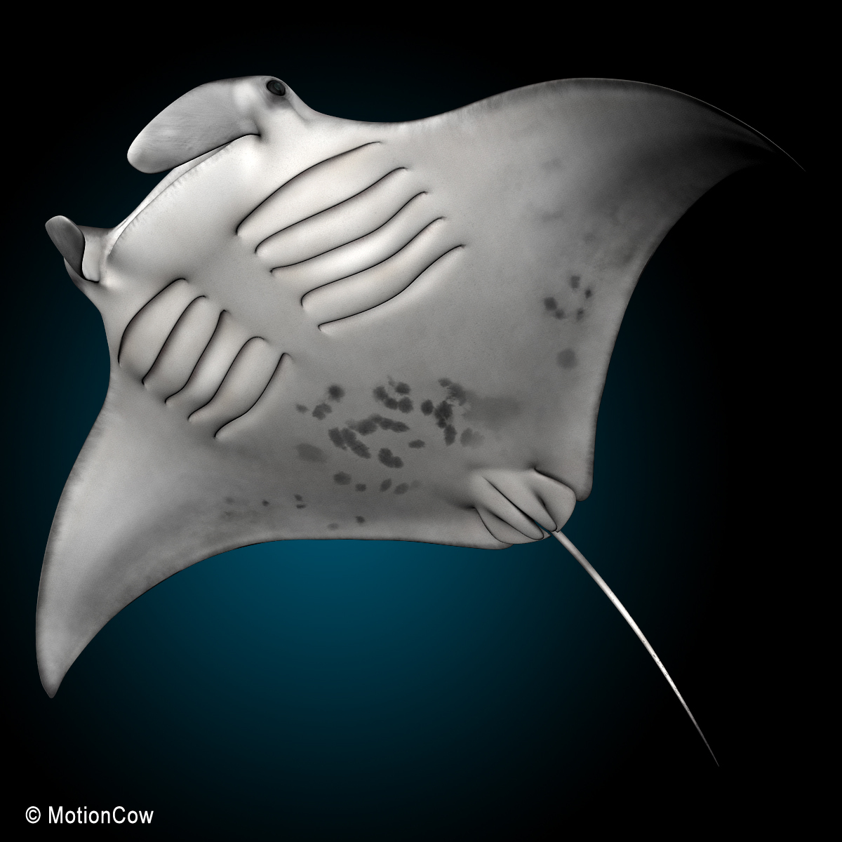 lightwave manta clean